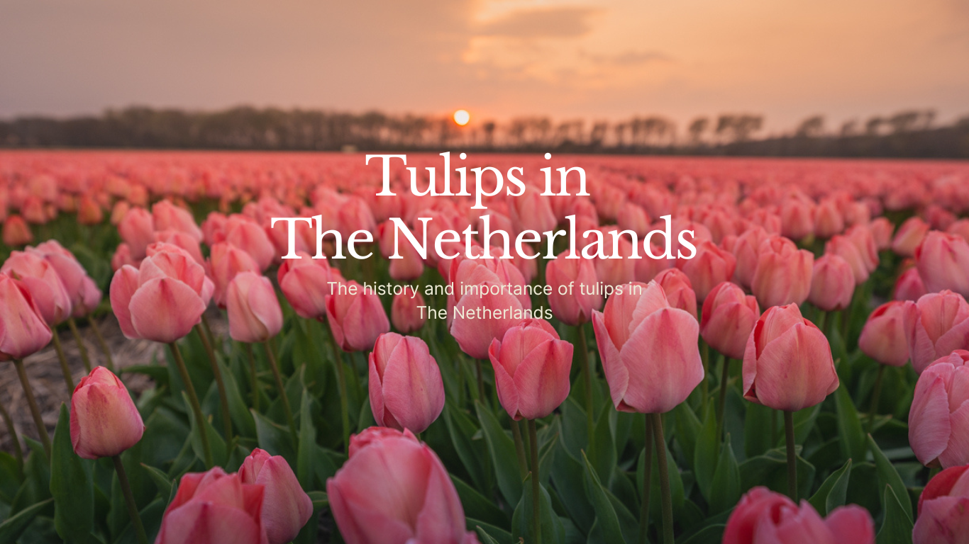 History of Tulips in the Netherlands | Dutch Tulip Story